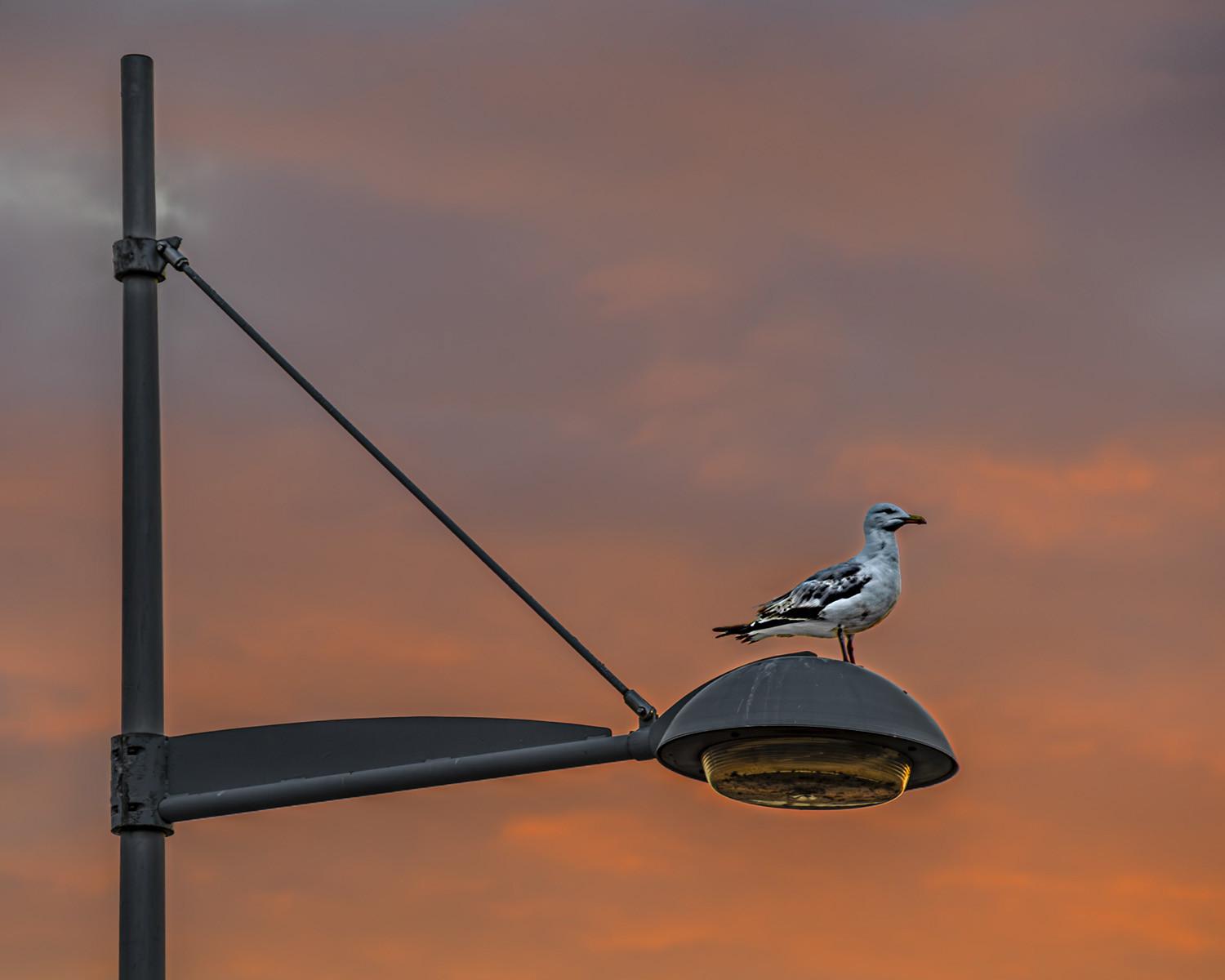 A Photographic Pause - The Eye of Photography Magazine