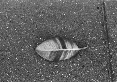 Editorial - L'Œil de la Photographie Magazine