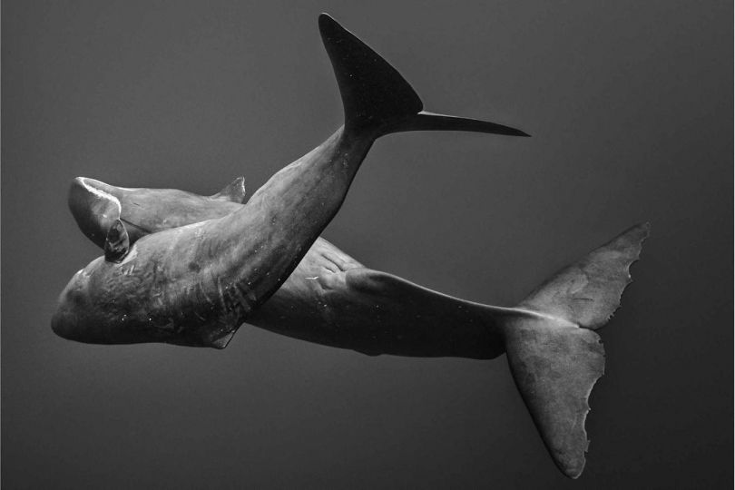 Intesa Sanpaolo Gallerie d’Italia - Vicenza : Cristina Mittermeier : A ...