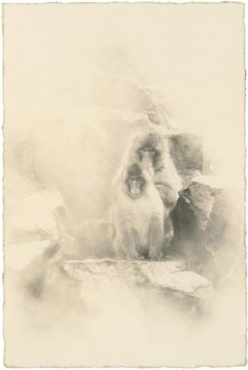 Galerie Camera Obscura : Yamamoto Masao : Saru